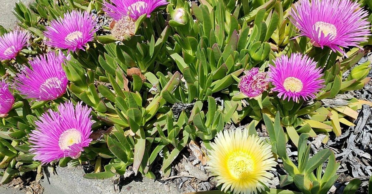 10 Snail Friendly Plants for a Terrarium [Care Instructions] - 903Pets