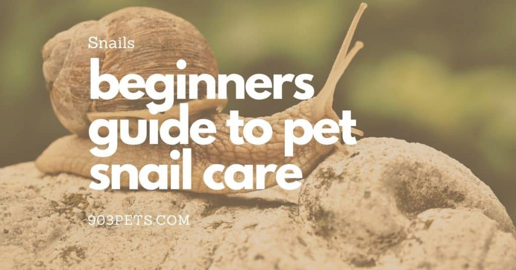 Beginners Guide to Pet Snail Care [Simple] - 903Pets