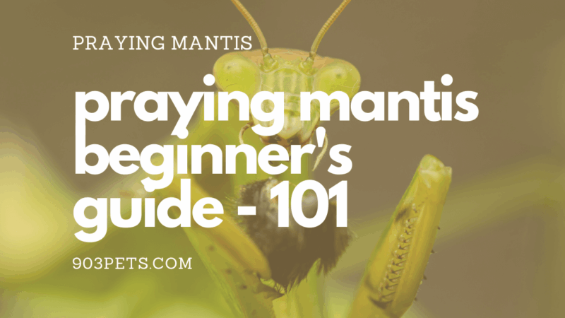 What Do Praying Mantis Eat? Feeding Guide