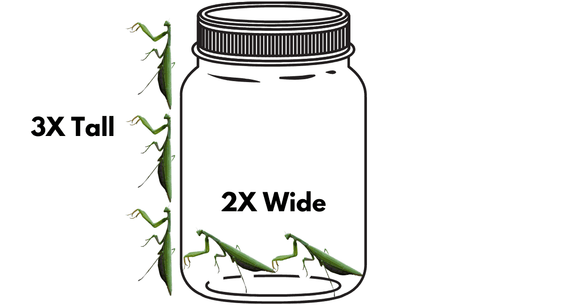 Praying Mantis for Beginners: Complete Care 101
