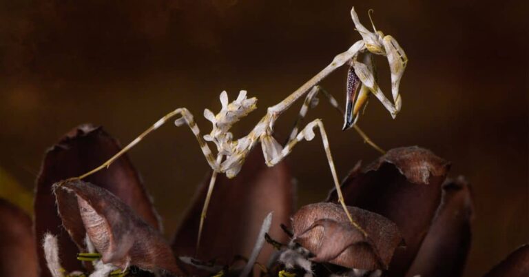 Flower Mantis Care Guide: Species, Diet & Housing