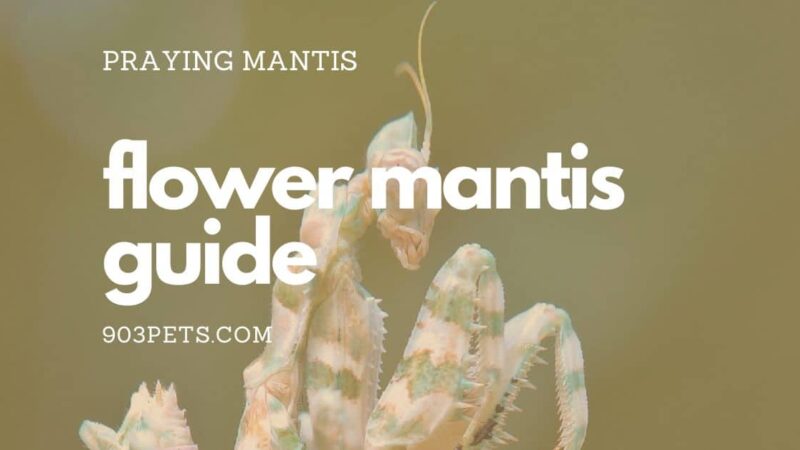 How to Set Up a Praying Mantis Enclosure (Step-by-Step)