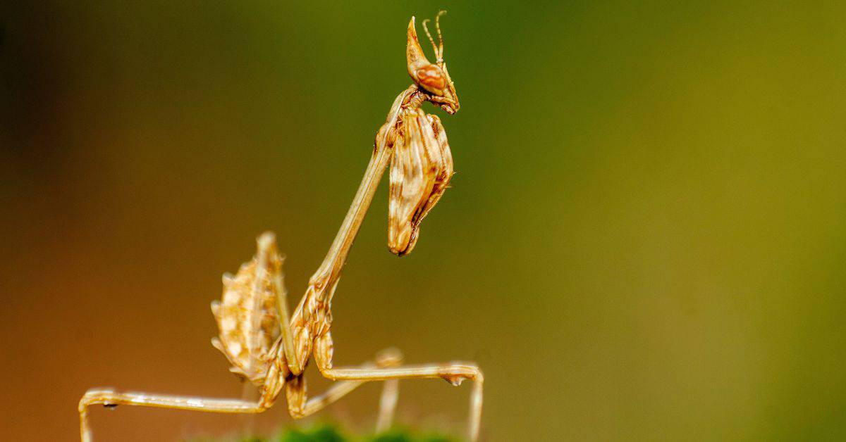 Flower Mantis Care Guide: Species, Diet & Housing