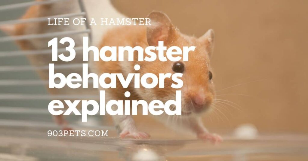 13 Weird Hamster Behaviors Explained (With Meanings)