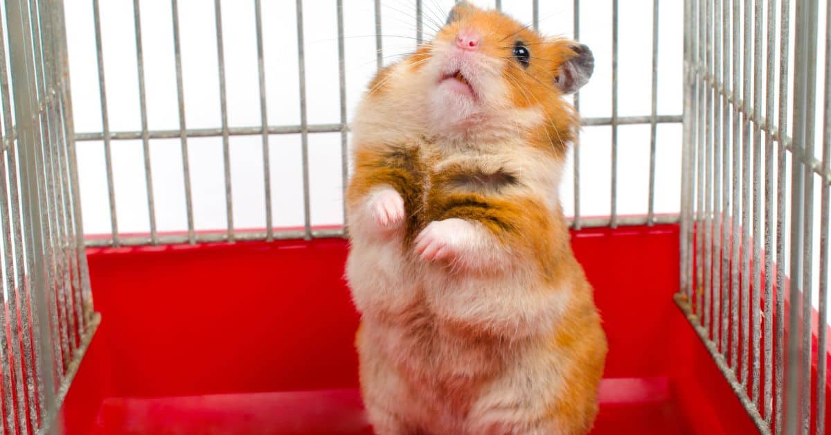 13 Weird Hamster Behaviors Explained (With Meanings)