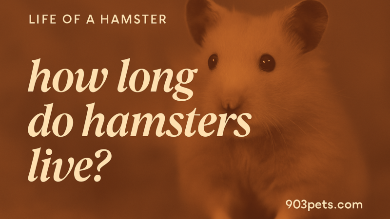 The Life of A Hamster: What Do Hamsters See? - 903Pets